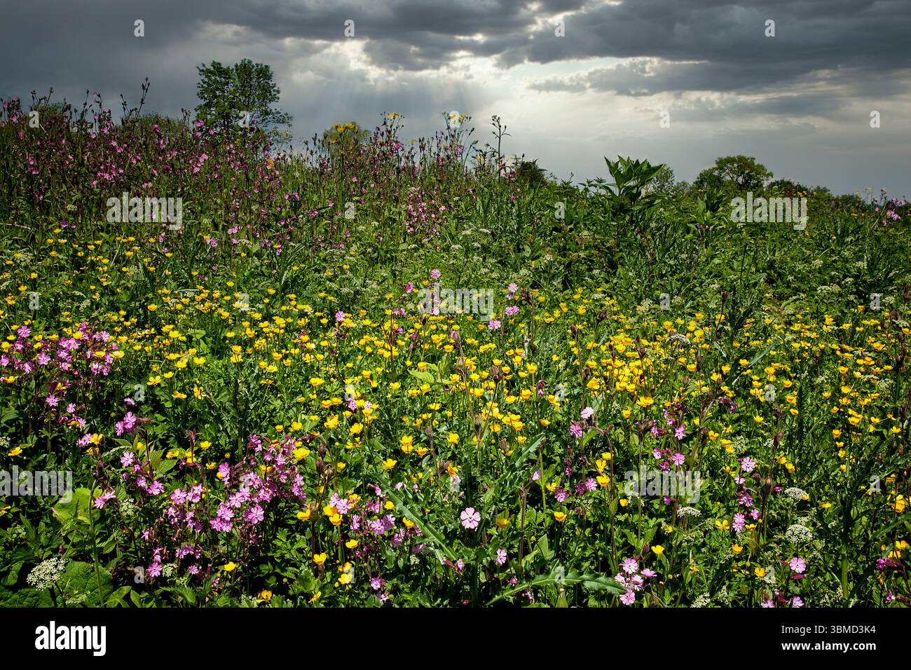 DE - BAVARIA: Wild flowers (Buttercups/lat. Ranunculus and Red Campions ...