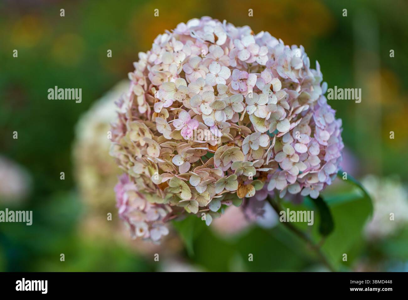 Hydrangea arborescens Candybelle Lollypop (Bubblegum) flowers in garden ...