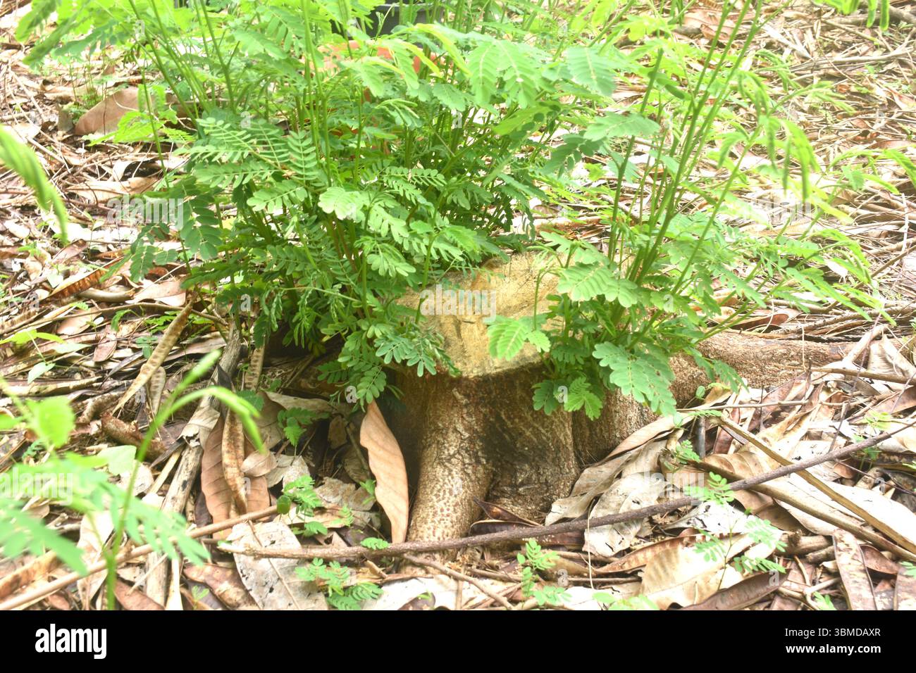 acacia tree growth from timber and wood cutting on ground in garden ...