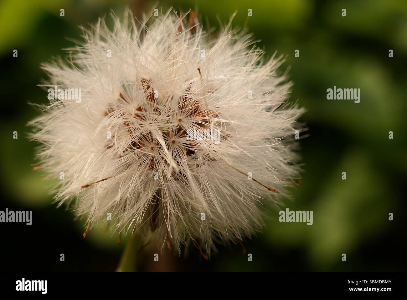 Close up photo of a dandelion seed head with a soft dark green ...