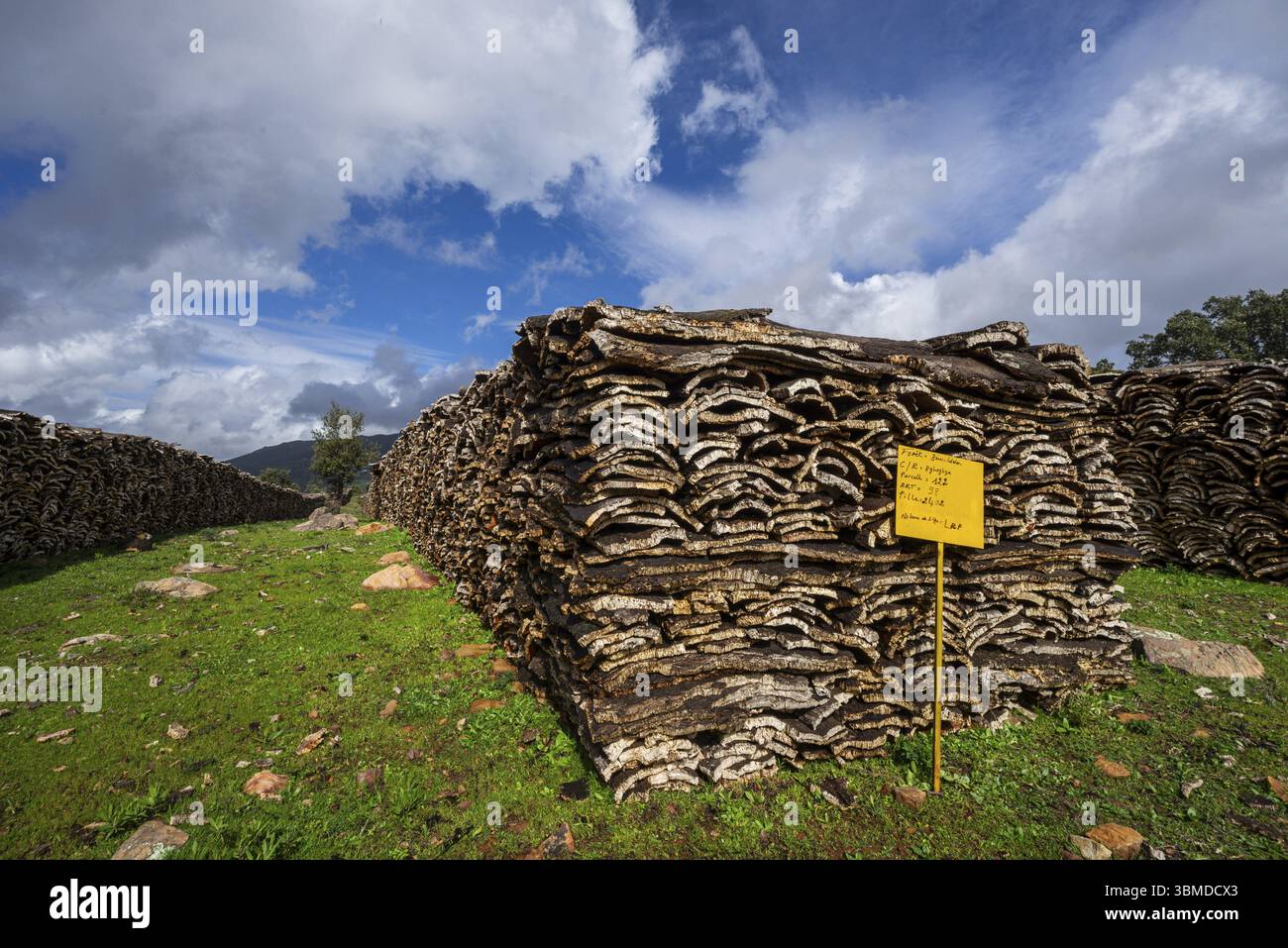 Cork collected in cork oak forests near Taida, Rift mountains, Morocco ...