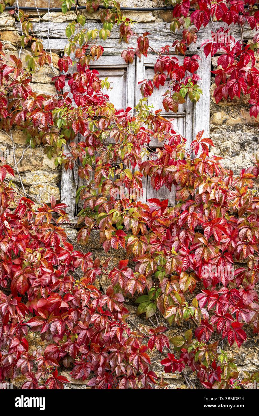 Red vine surrounding a window on an old facade, Horcadas village, Riano ...