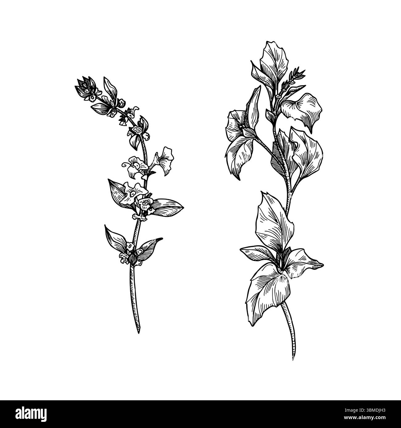 Basil sprig and flowering top hand drawn black and white outline vector ...