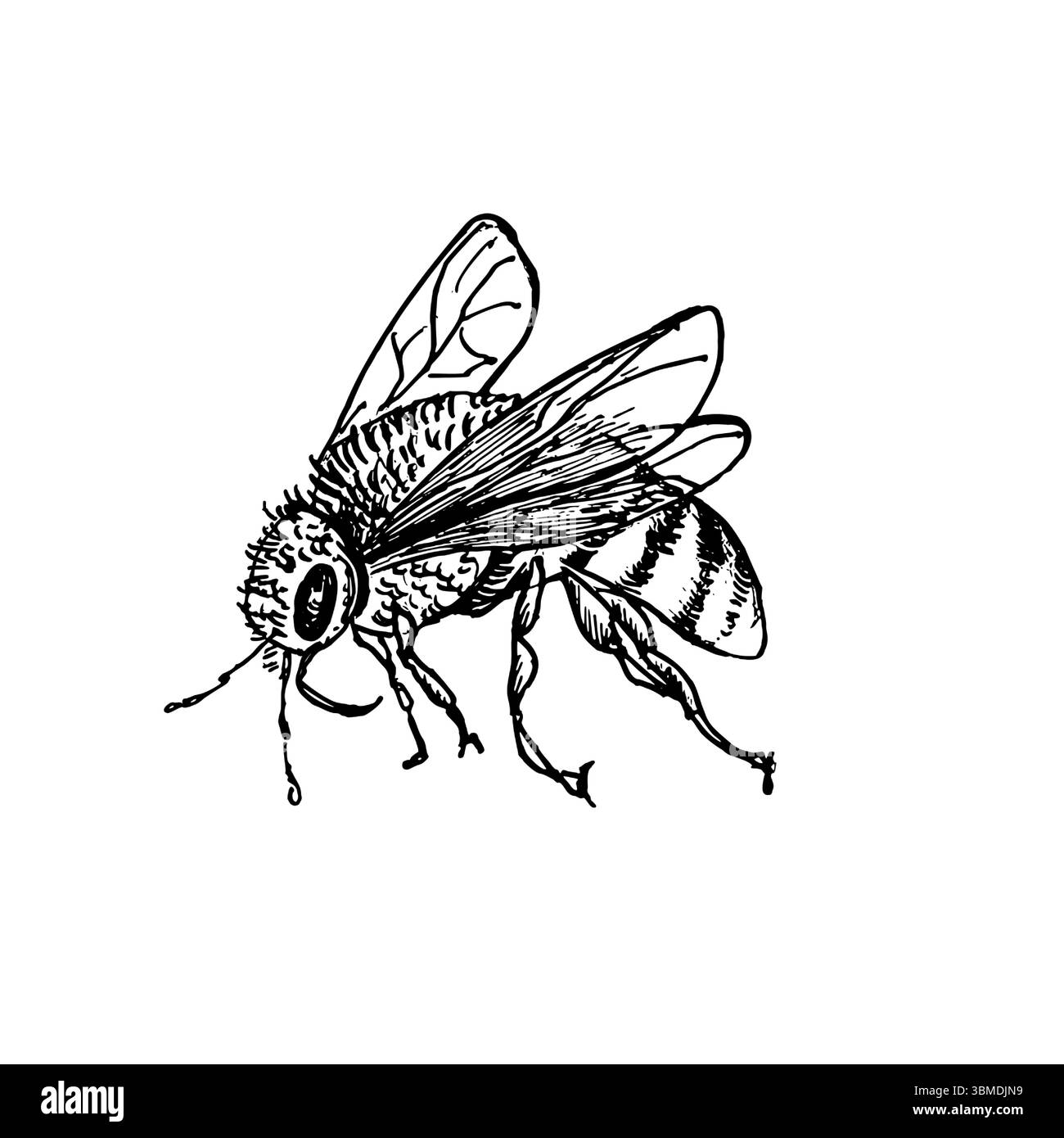 Buzzing insects Black and White Stock Photos & Images - Alamy