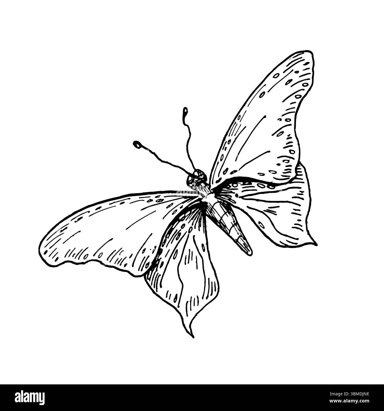Butterfly hand drawn black and white outline vector botanical ...