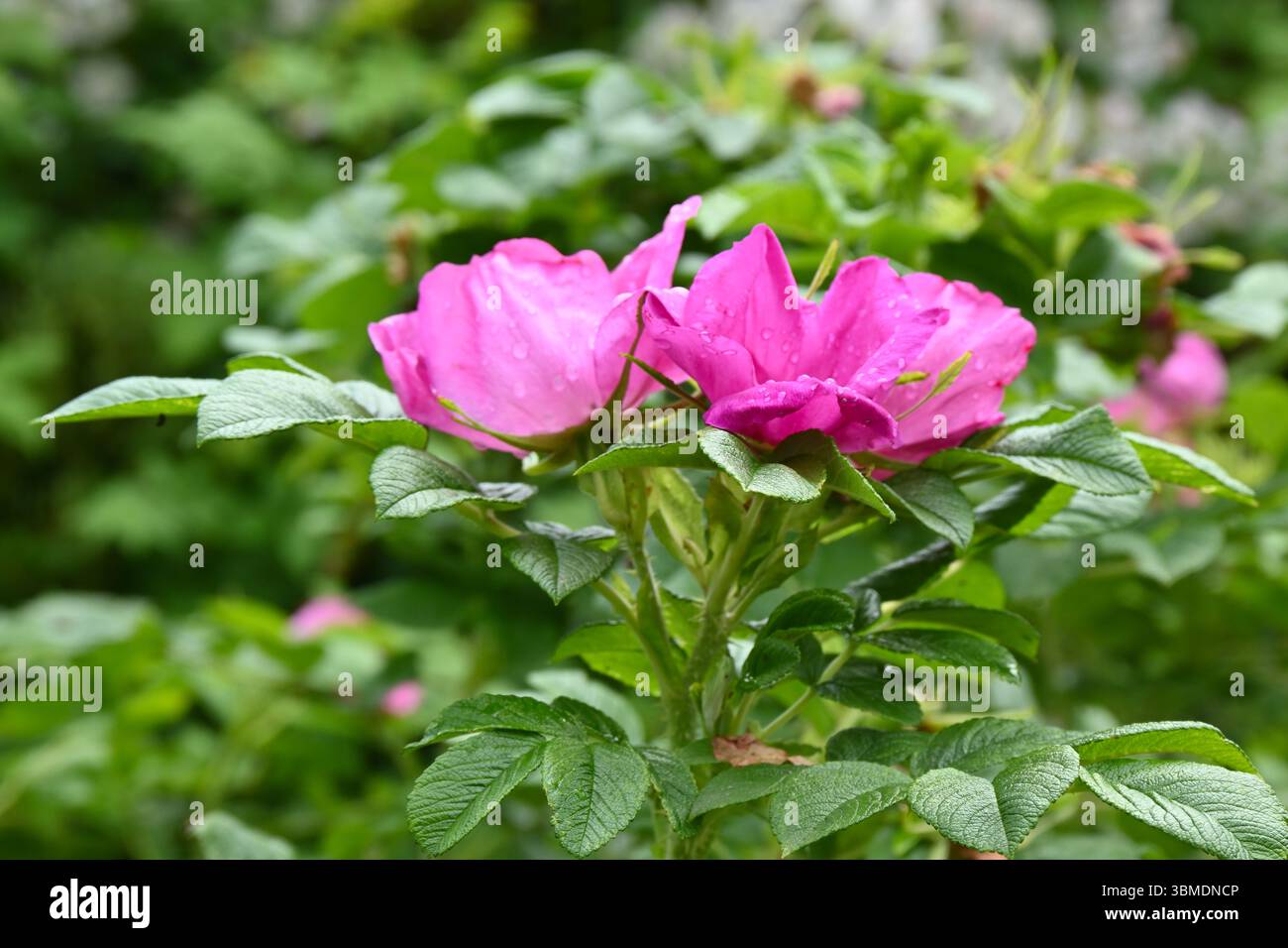 Bright pink single flowers of hybrid rugosa rose, rosa Scarbrosa UK ...