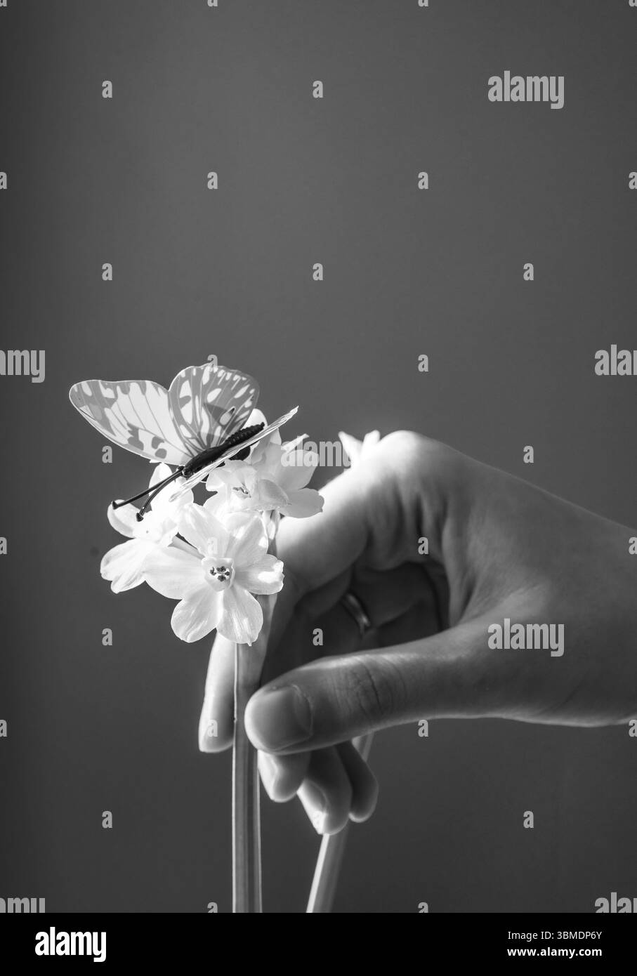 Softness Black and White Stock Photos & Images - Alamy
