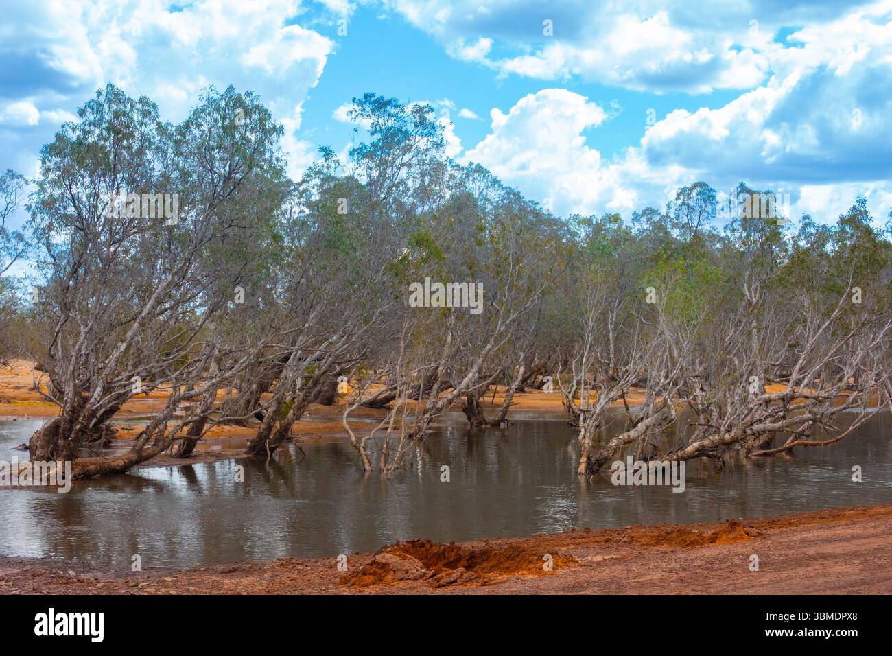 leaning trees in middle of river pushed over by flood waters in ...
