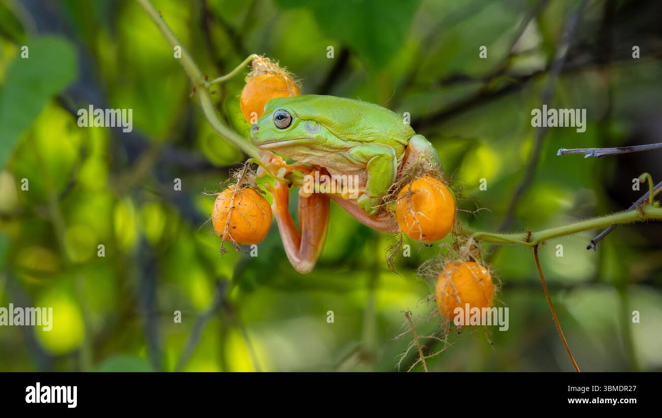 Small green tree frog or Litoria caerulea on vine in garden in the ...