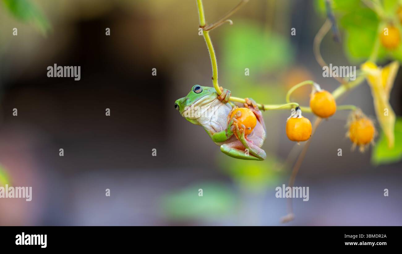 Small green tree frog or Litoria caerulea on vine in garden Small green ...