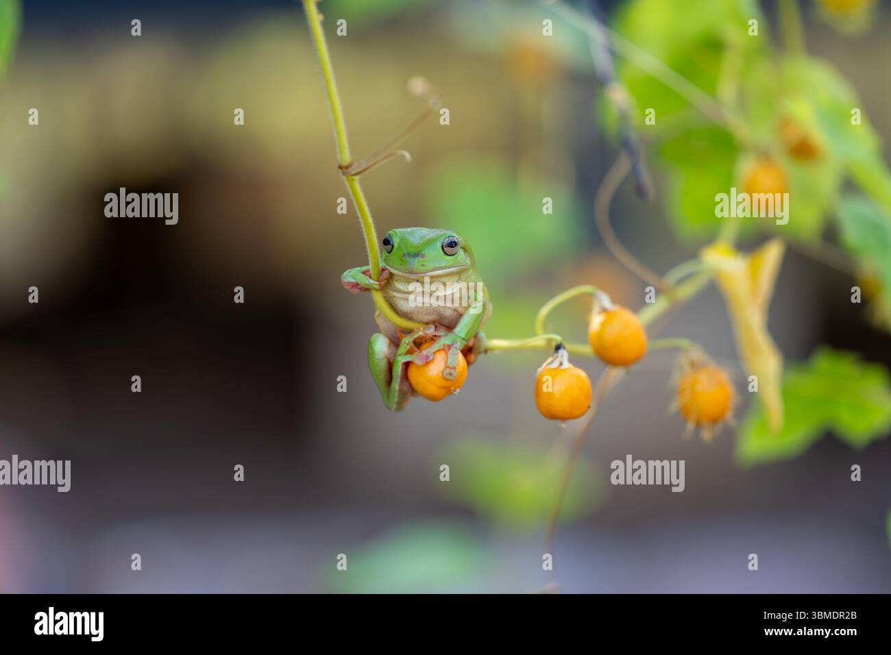 Small green tree frog or Litoria caerulea on vine in garden Small green ...