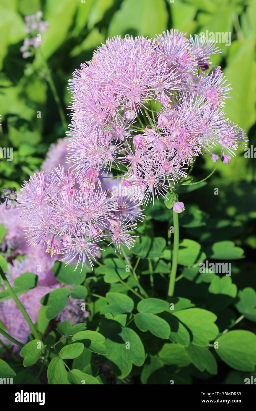 French meadow-rue Thalictrum aquilegiifolium Stock Photo - Alamy