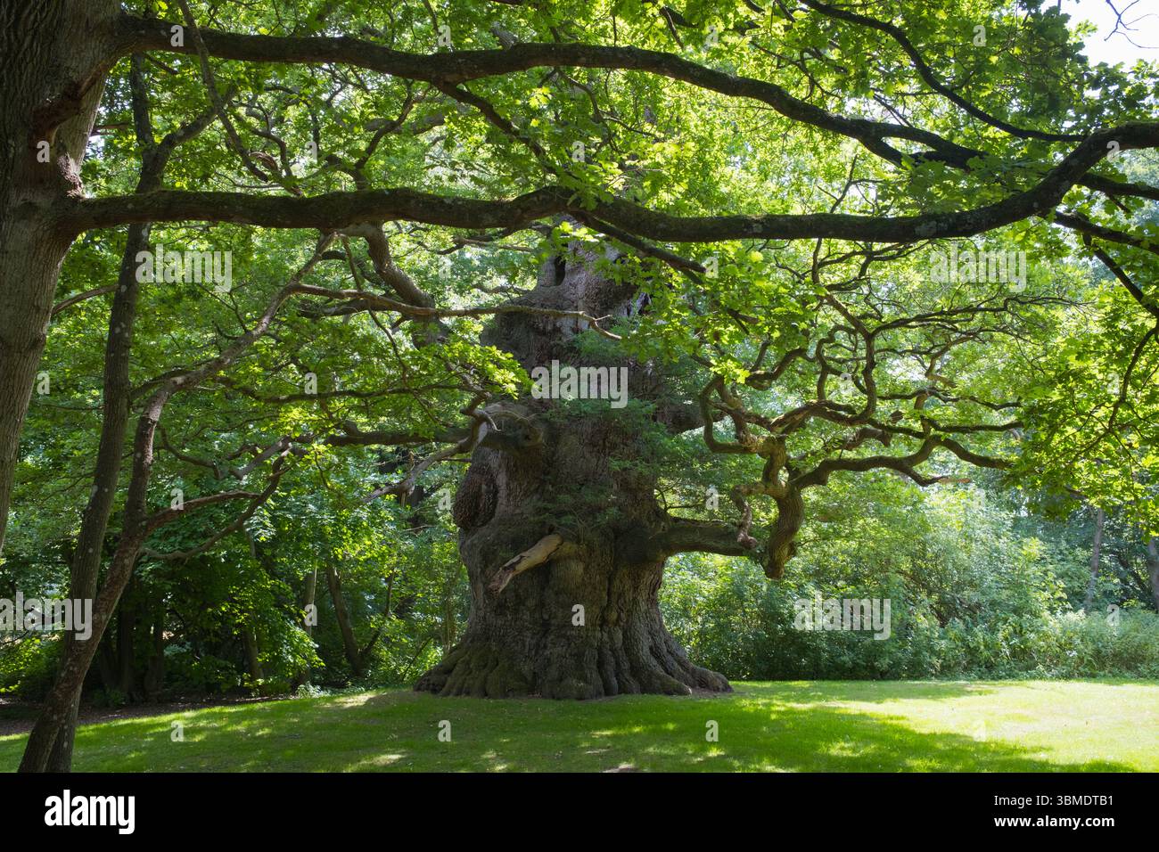 Majesty fredville park hi-res stock photography and images - Alamy
