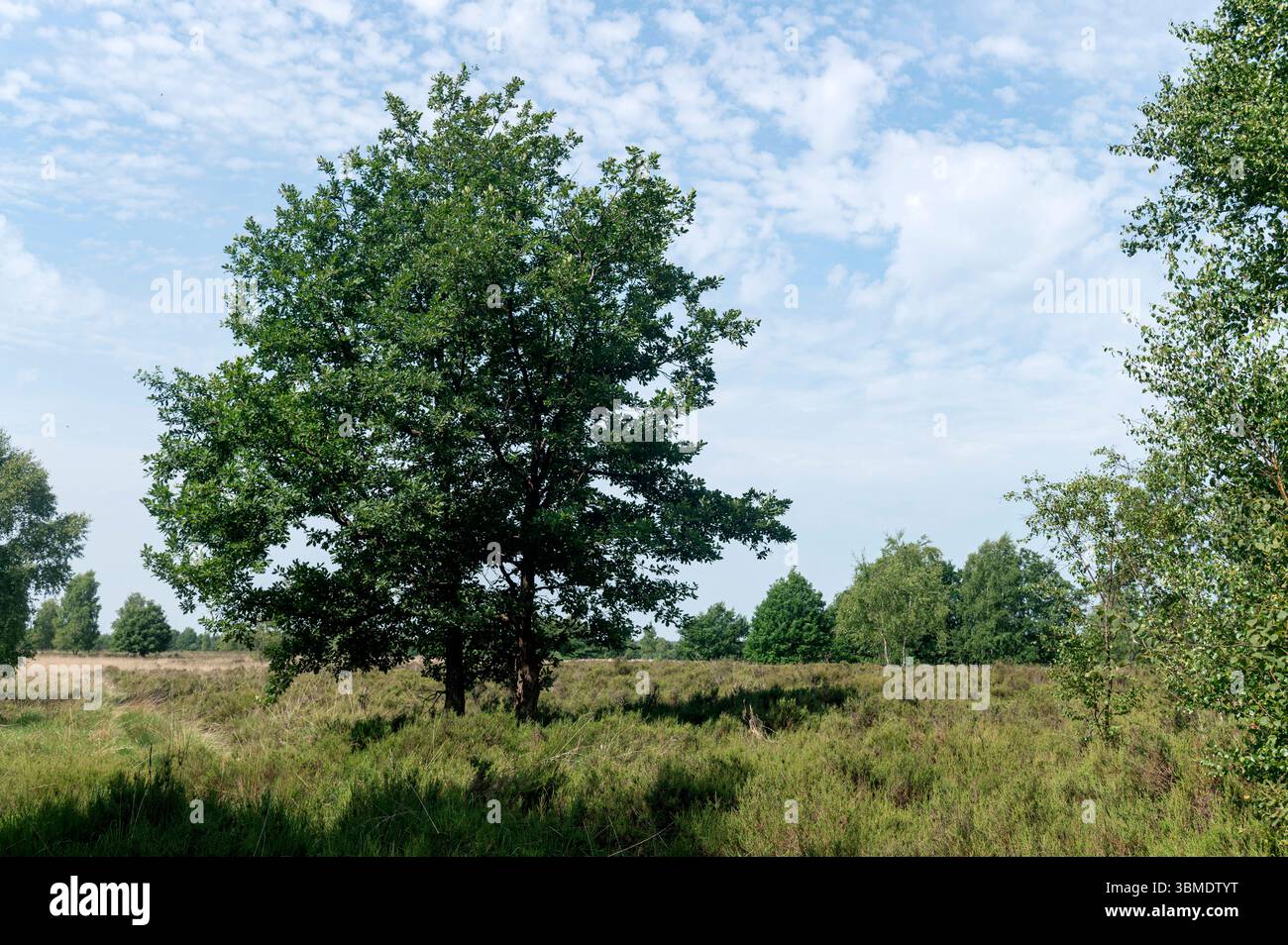 Mechelen aan de Maas Limburg Belgium June 2025 Nationale Park de Hoge ...