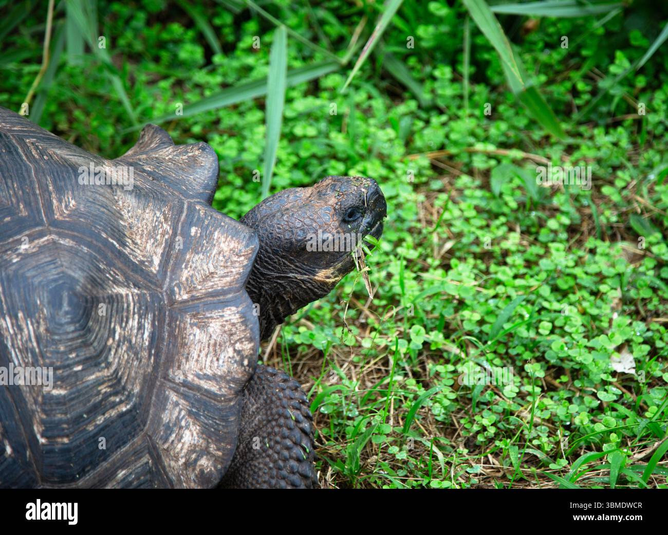 Galapagos giant land tortoises, Santa Cruz Island, Ecuador Stock Photo ...