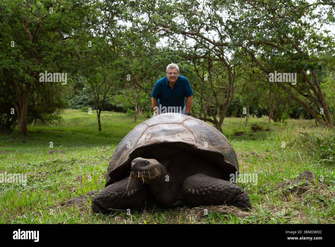 Size comparison picture Galapagos giant land tortoises, Santa Cruz ...