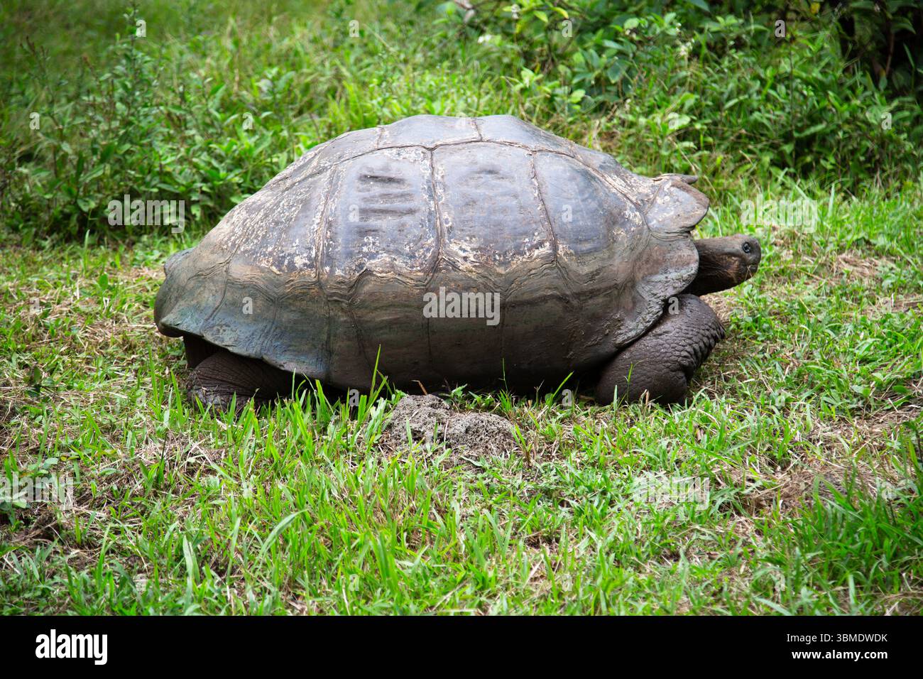 Galapagos giant land tortoises, Santa Cruz Island, Ecuador Stock Photo ...