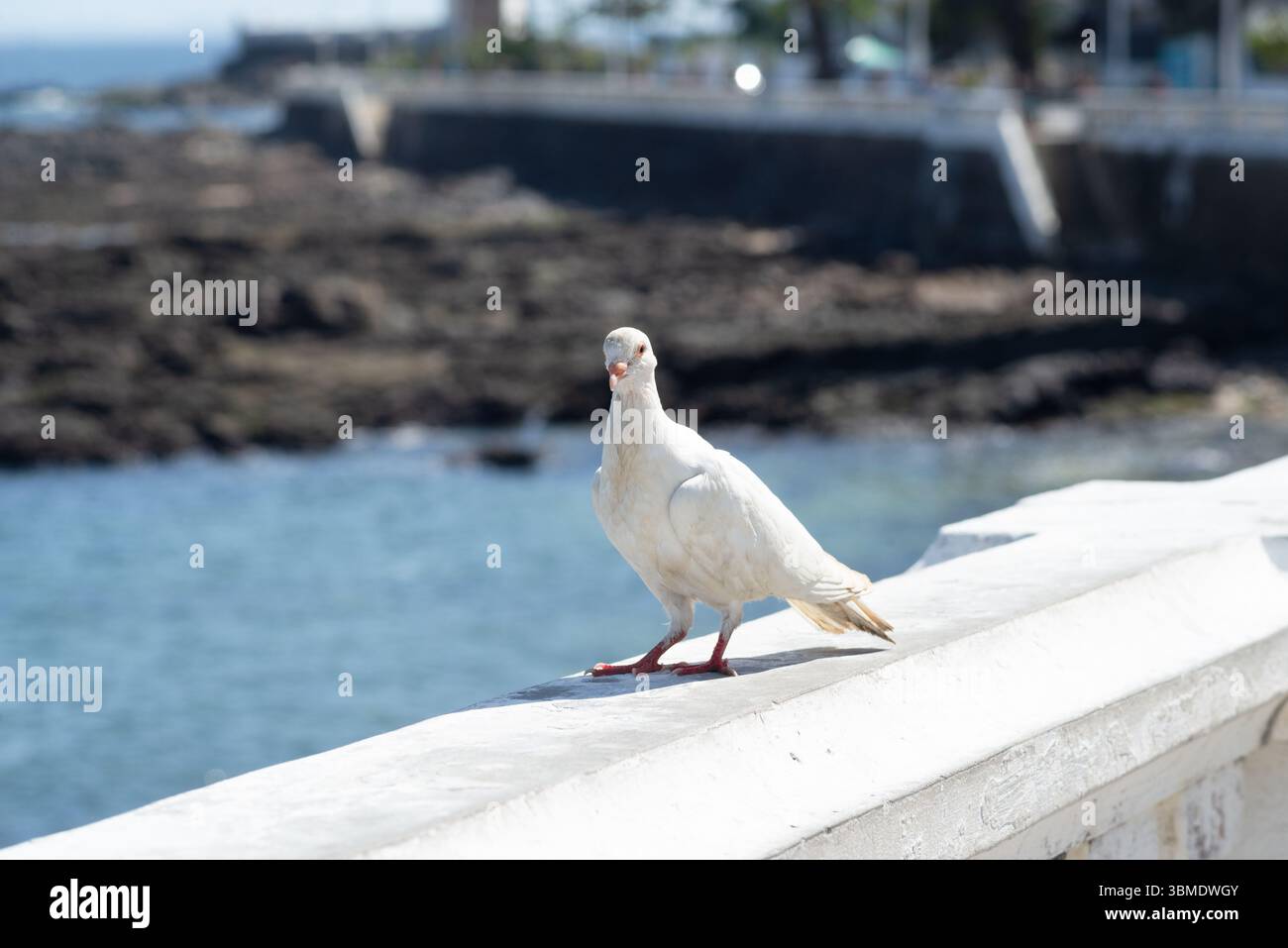 A white pigeon standing on a balustrade on the edge of a beach. In the ...