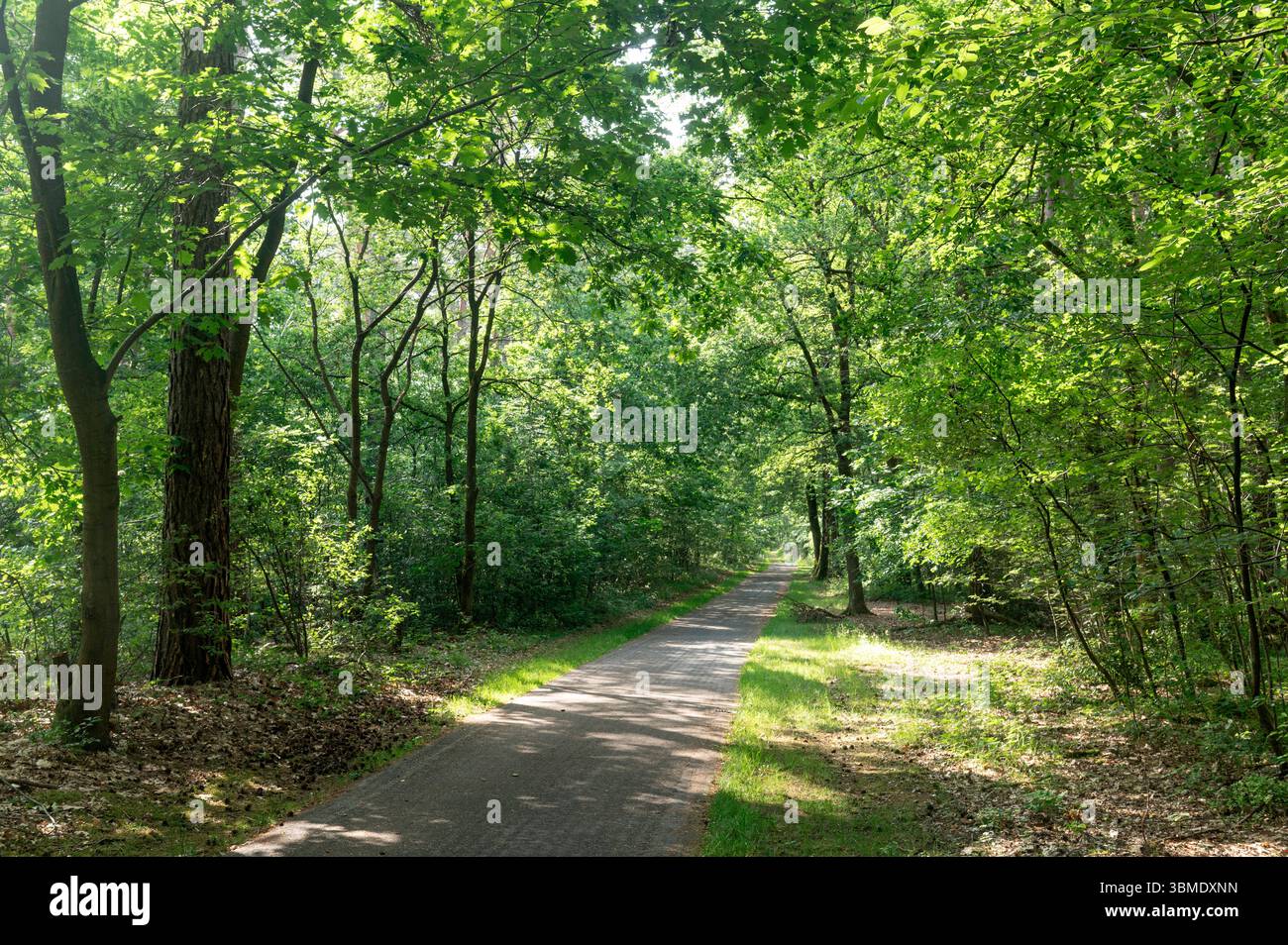 Genk Limburg Belgium June 2025 Kattenvennenbos. Kattevennen forest ...