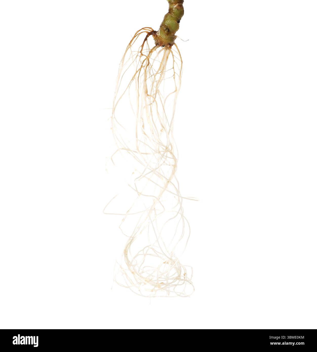 Young plant roots planting Cut Out Stock Images & Pictures - Alamy