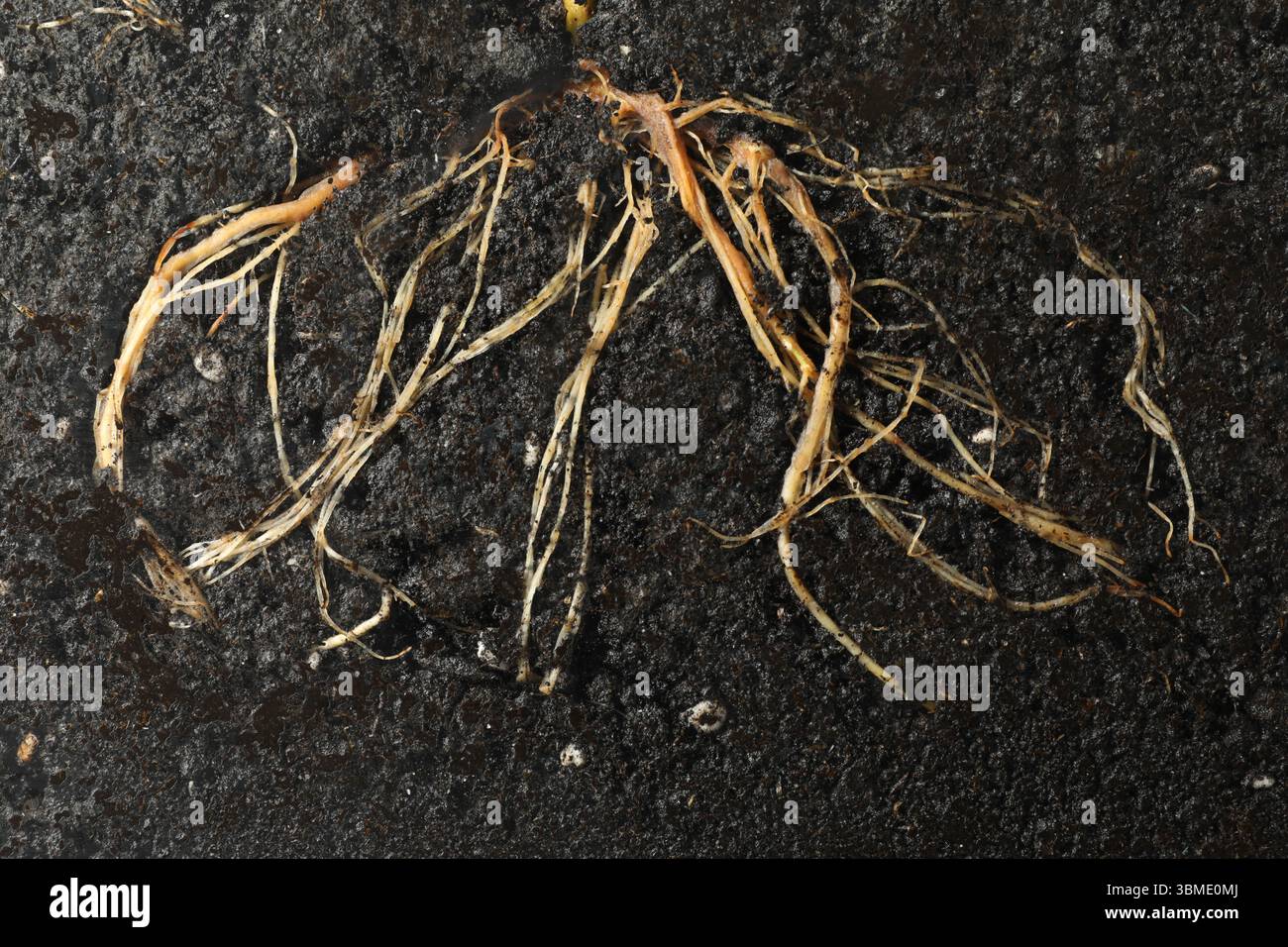 Plant with root in soil, top view Stock Photo - Alamy