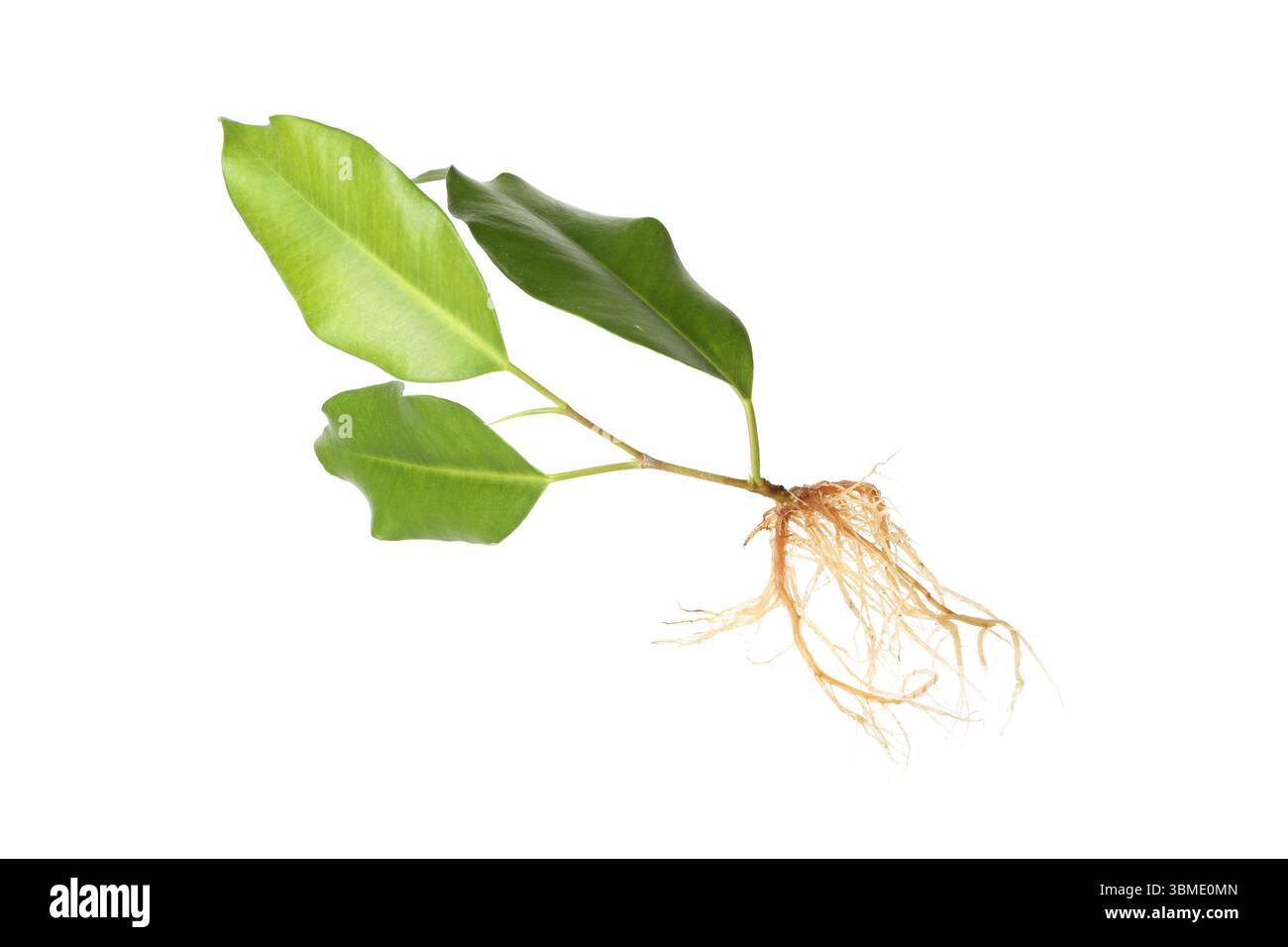 Ficus plant with root and green leaves isolated on white Stock Photo ...