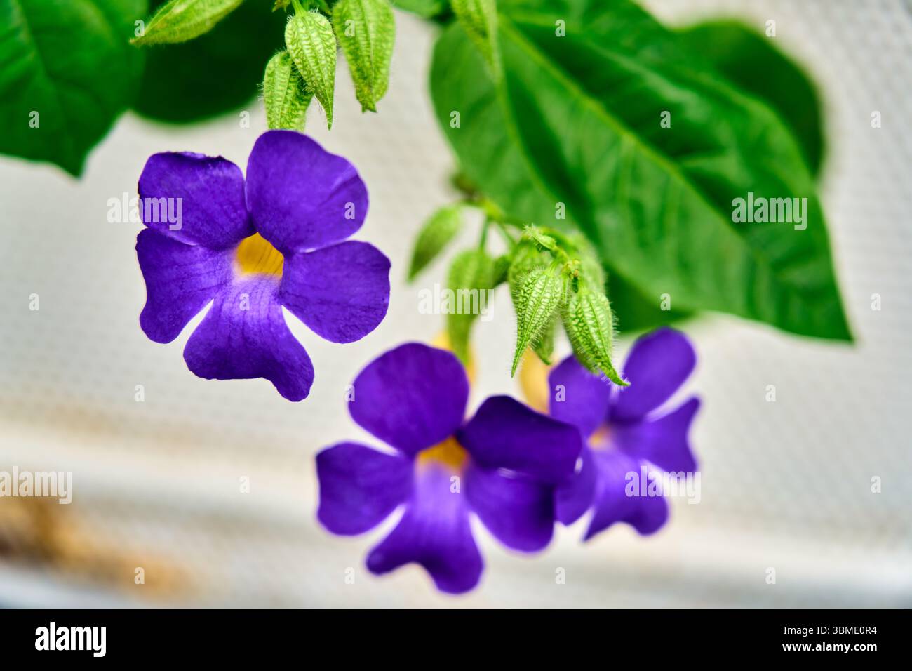 Thunbergia battiscombei, blue glory vine, Acanthaceae family, Purple ...