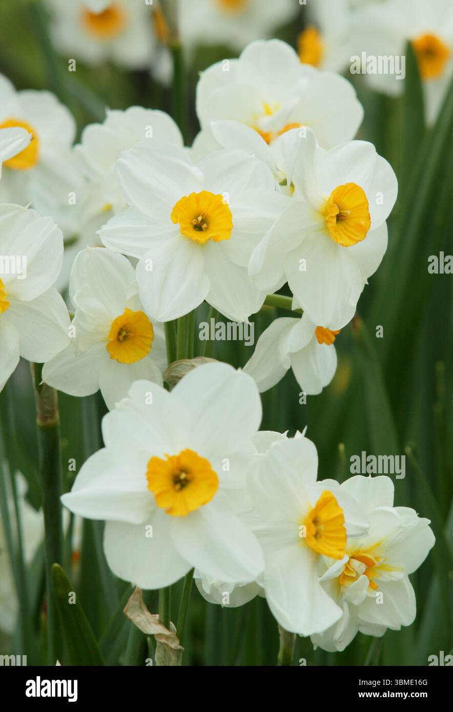 Narcisssus 'Geranium', an heirloom tazetta daffodil with fragrant ...
