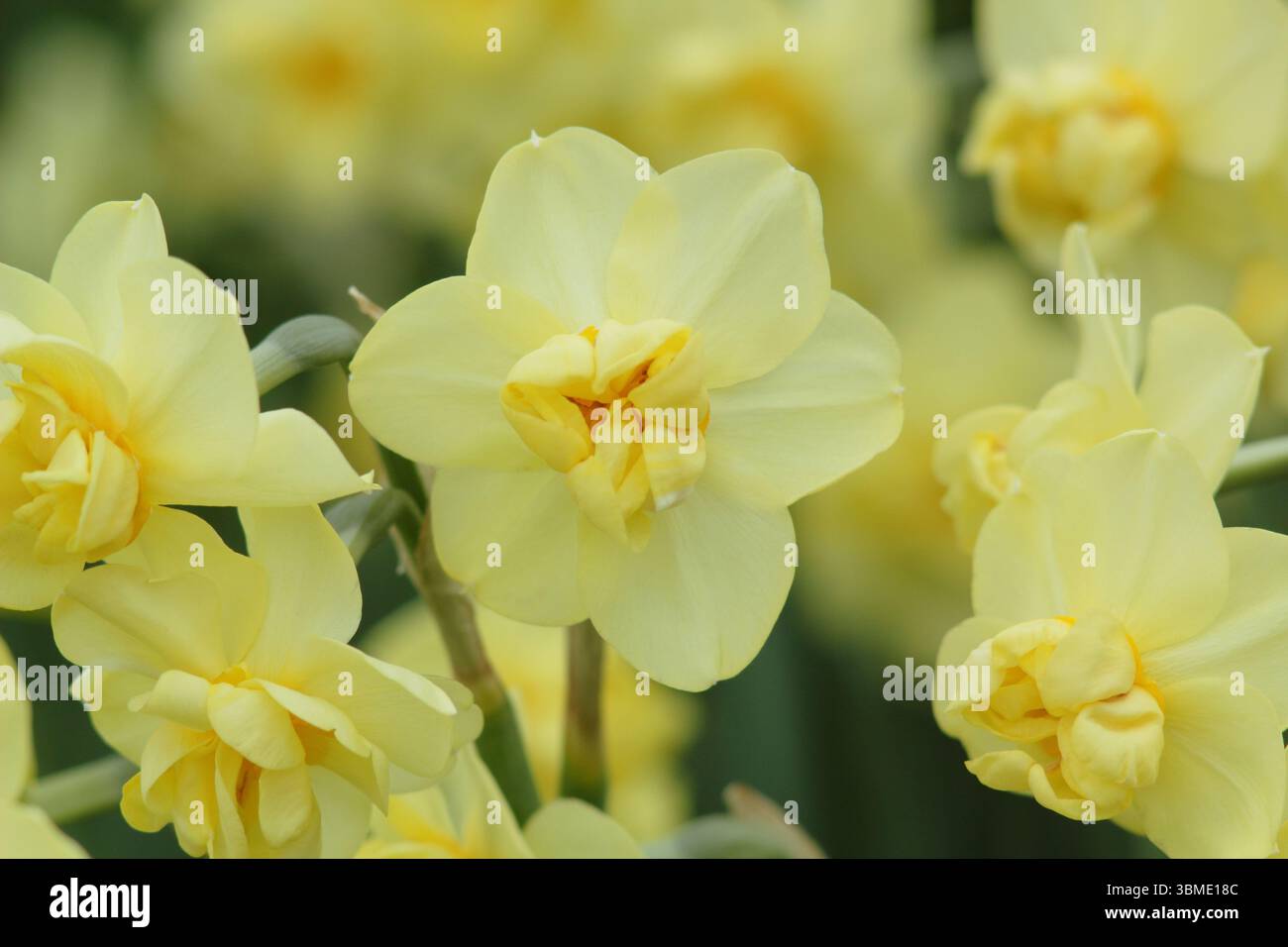 Narcissus Yellow Cheerfulness. Fragrant, double golden yellow flowers ...