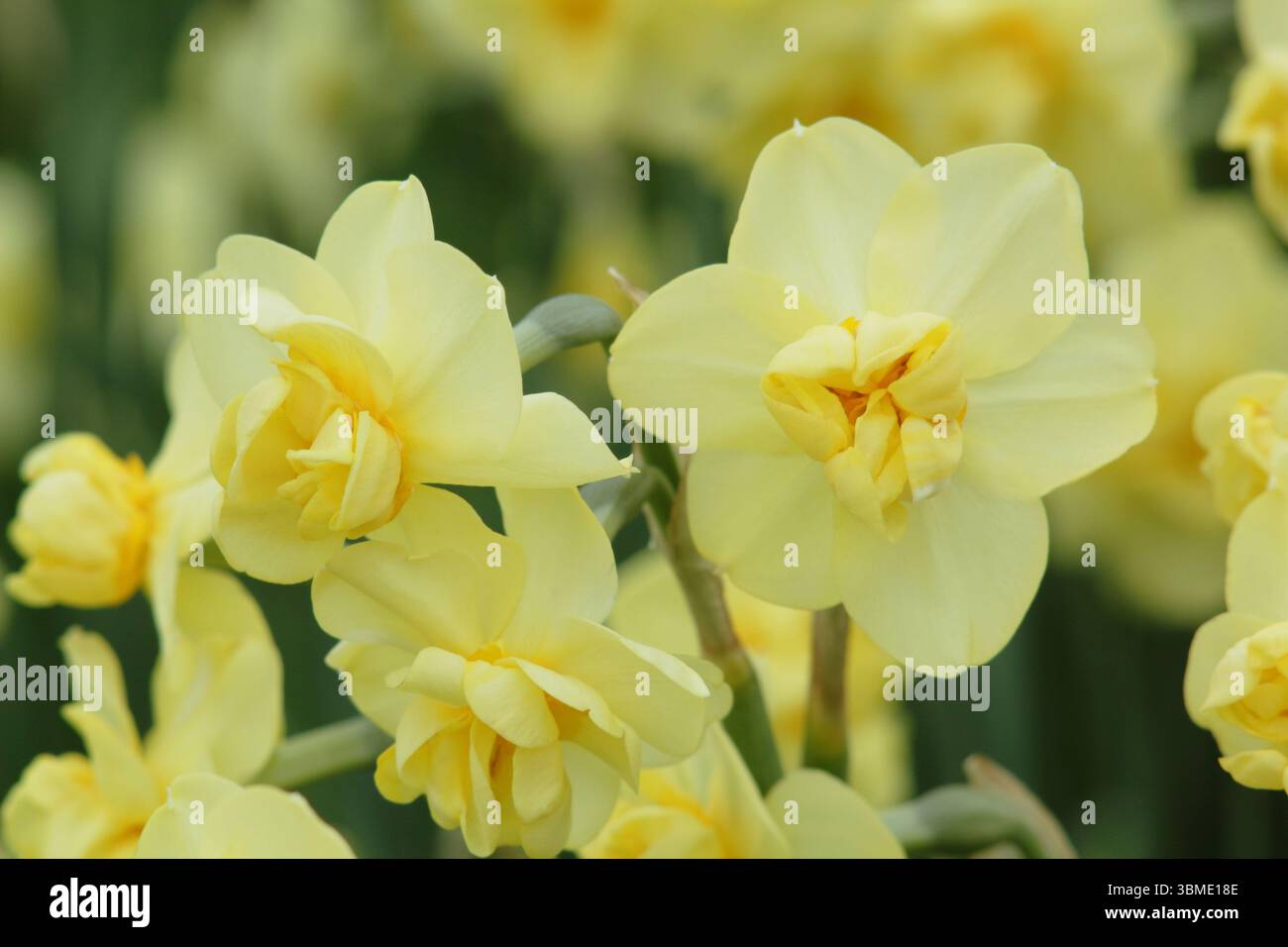 Narcissus Yellow Cheerfulness. Fragrant, double golden yellow flowers ...