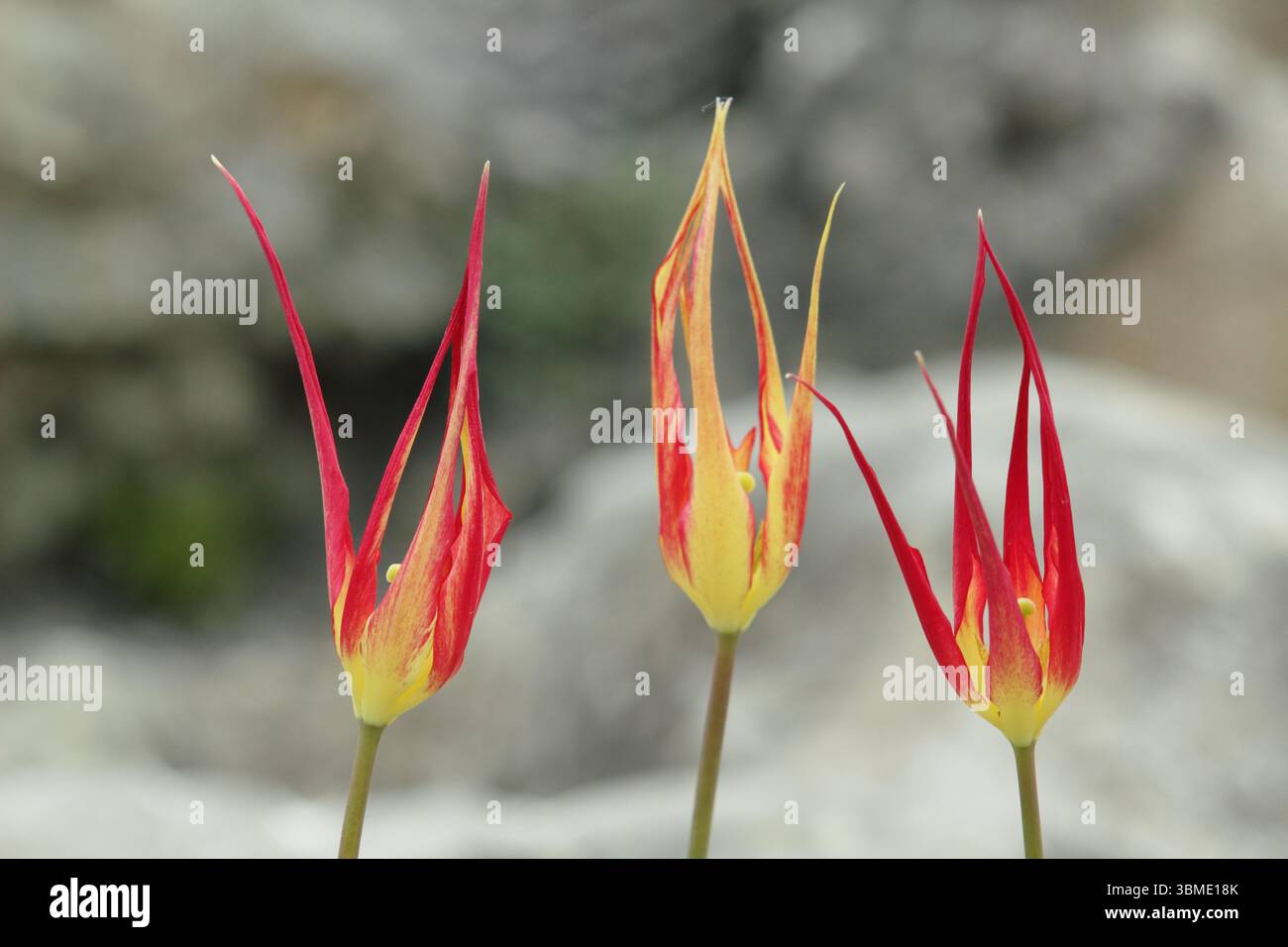 Tulip acuminata. Horned Tulip displaying characteristic yellow and red ...