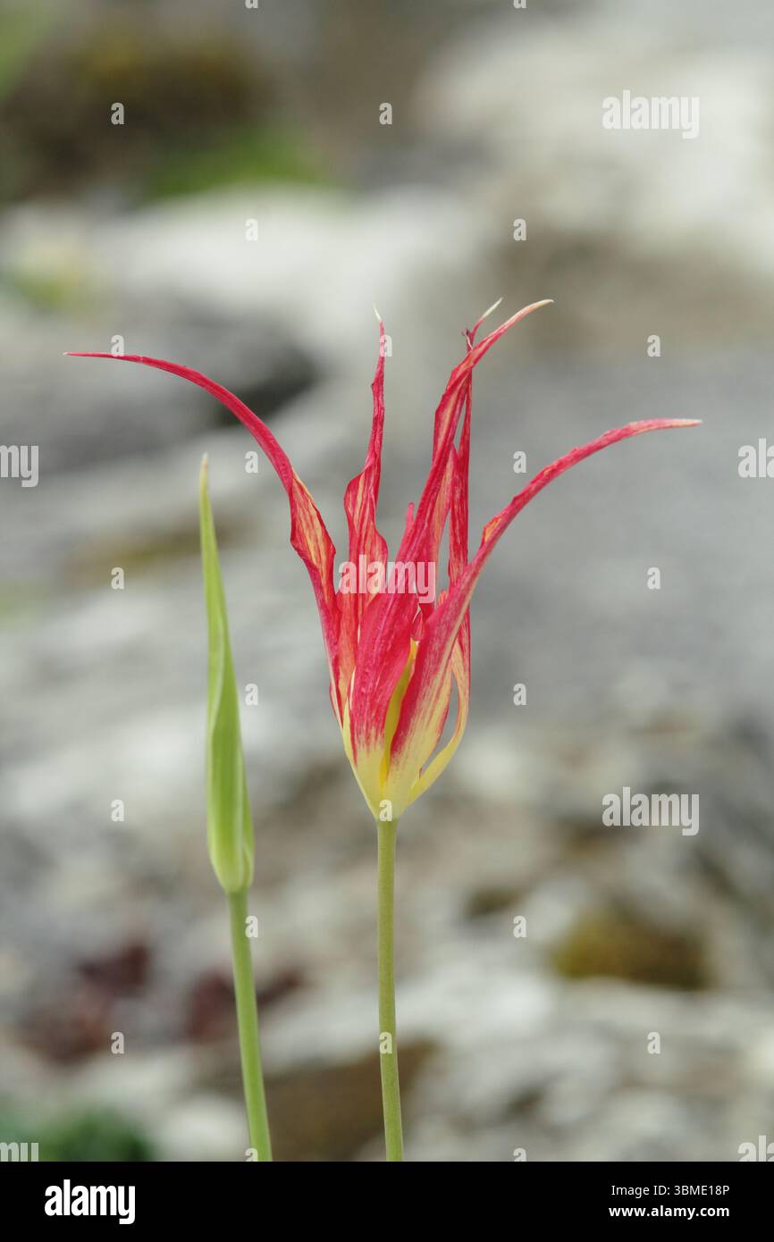 Tulip acuminata. Horned Tulip displaying characteristic yellow and red ...