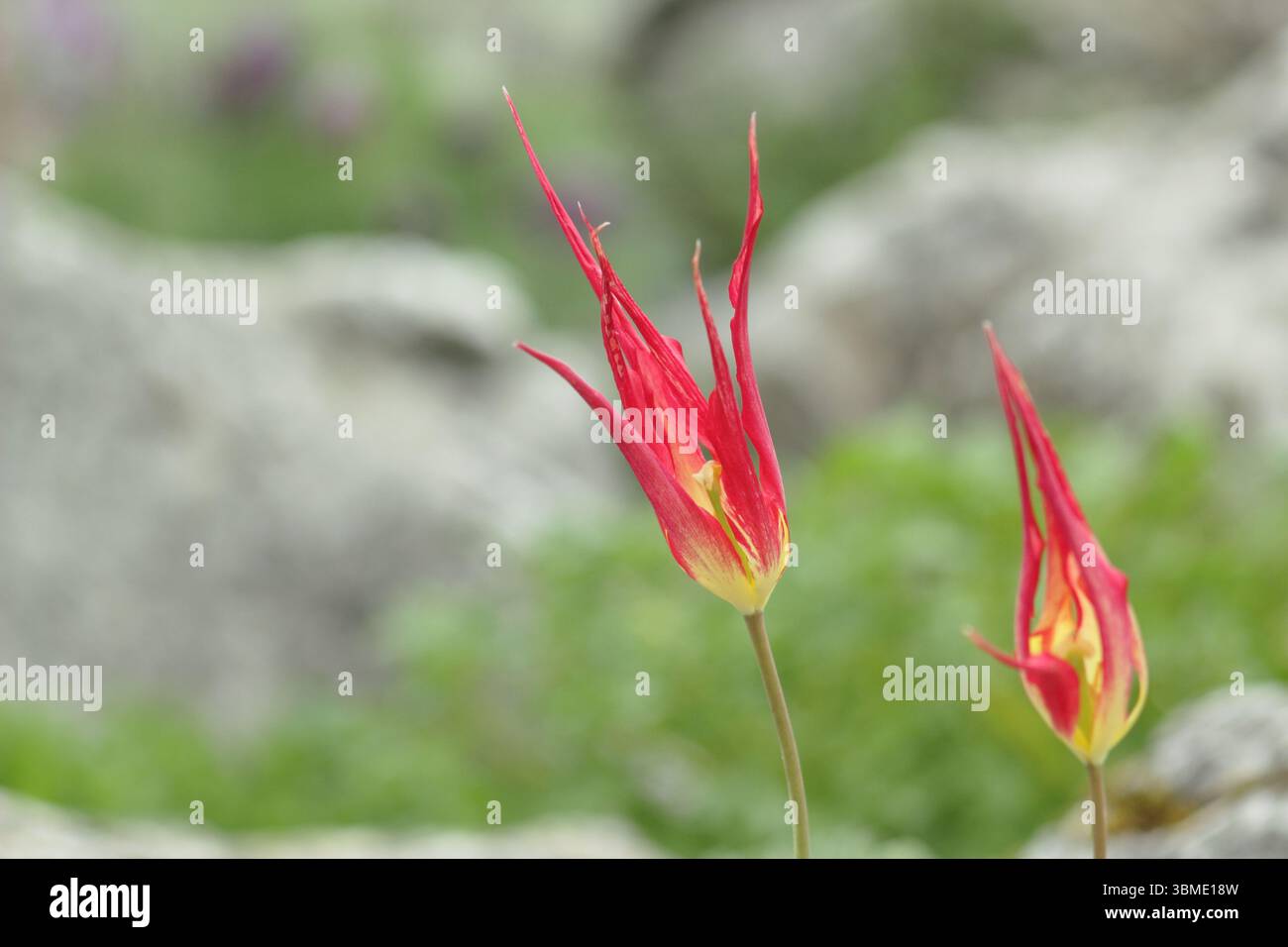 Tulip acuminata. Horned Tulip displaying characteristic yellow and red ...