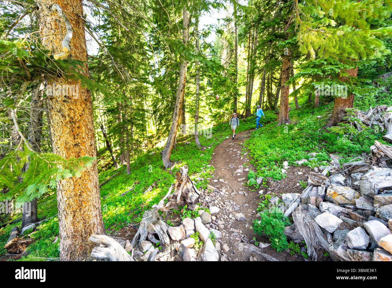 Scenic summer park trail pov hi-res stock photography and images - Alamy
