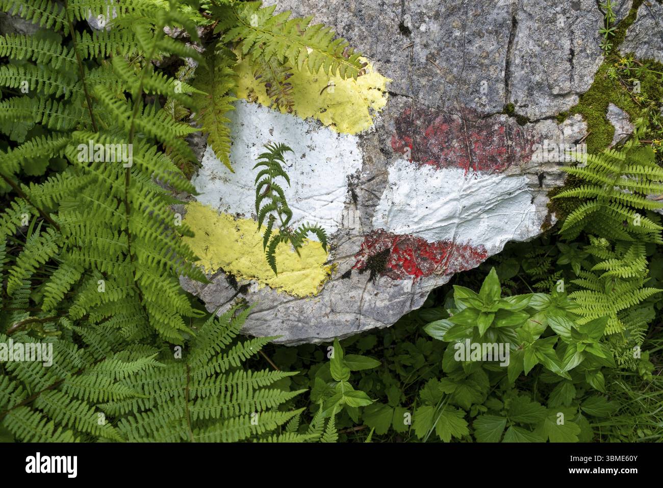 Coloured markings for hiking trails on a stone on the Postalm in the ...