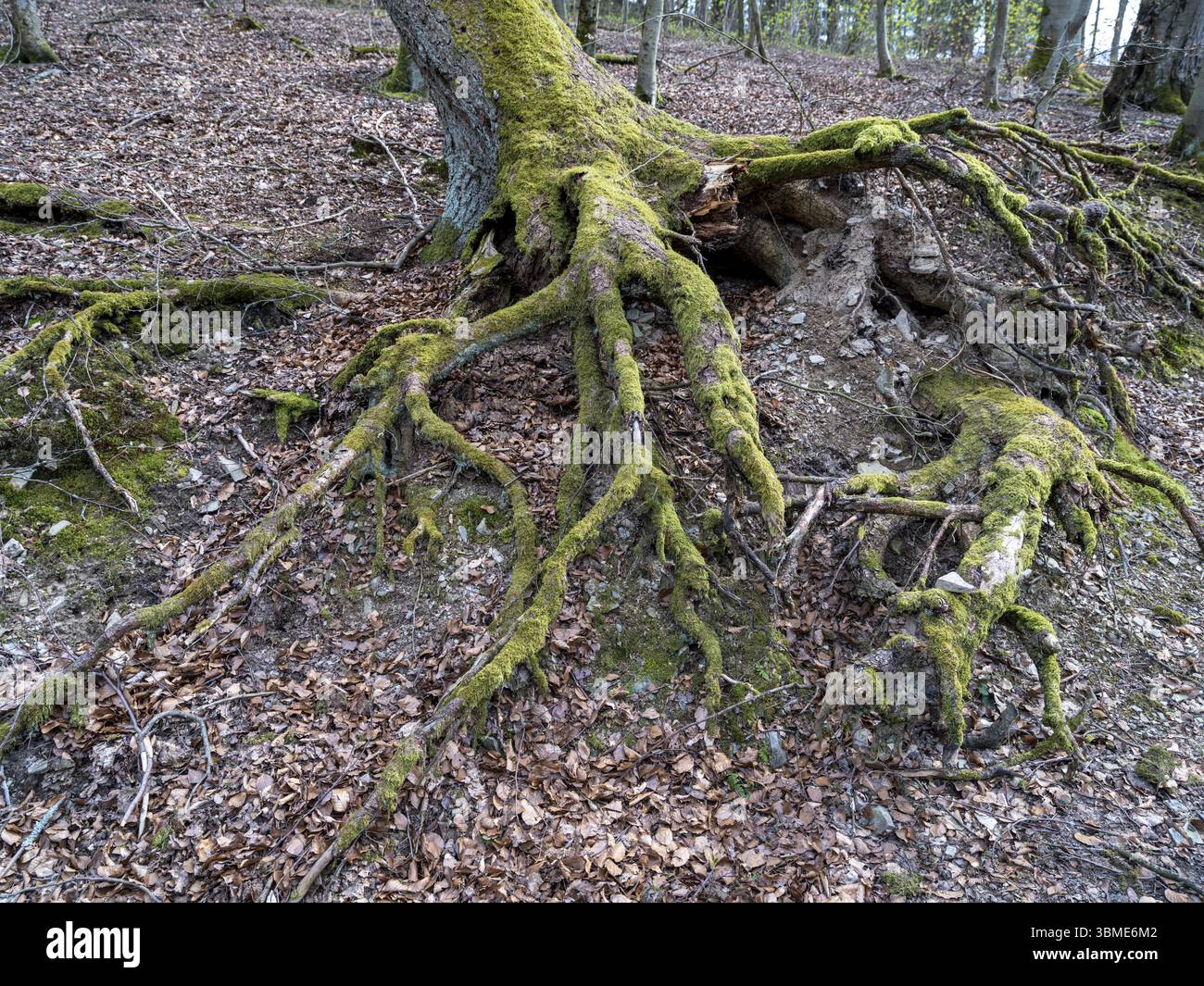 Tree roots in the Kellerwald-Edersee National Park, Voehl, Hesse ...