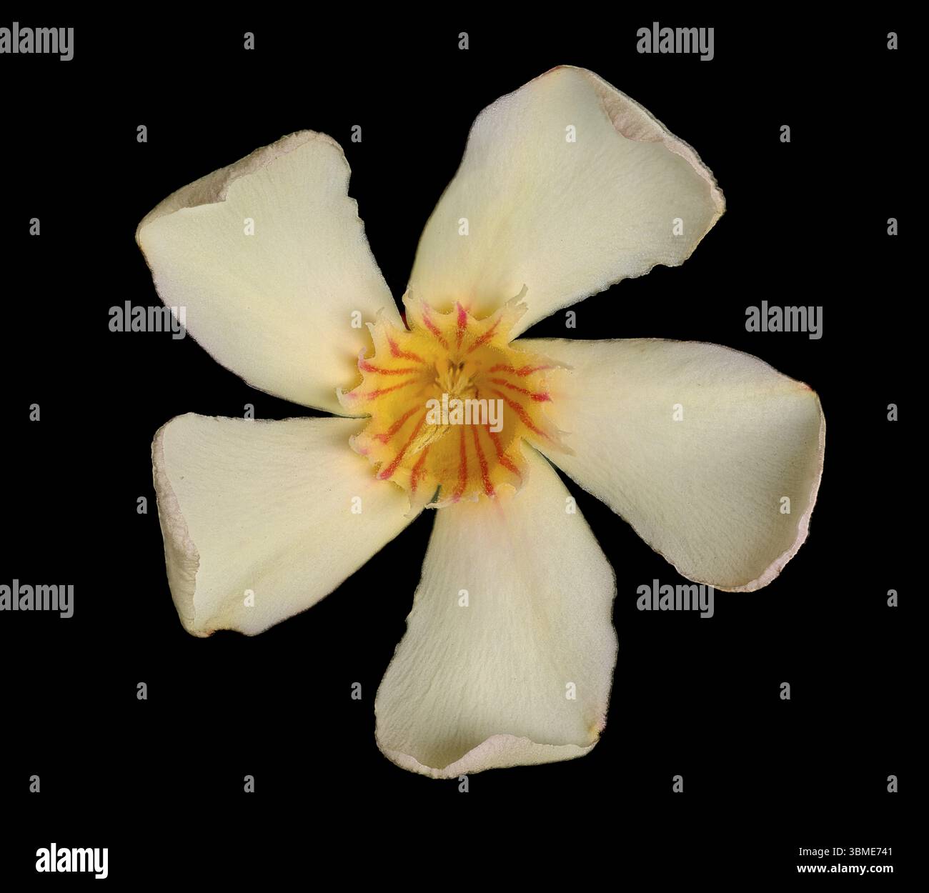 Flower of oleander (Nerium oleander), macro photo, studio photo ...