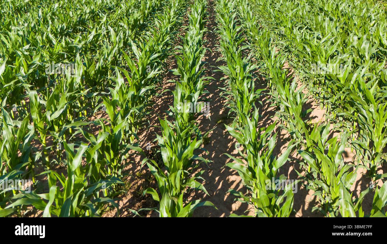 Corn Field, Cultivated Corn Cob Start To Grow, Harvest In The Summer ...