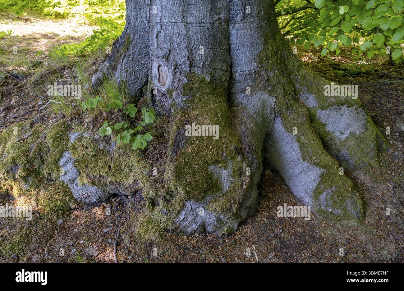 Moss-covered trunk and root of a beech (Fagus) in the Reitlingstal, Elm ...