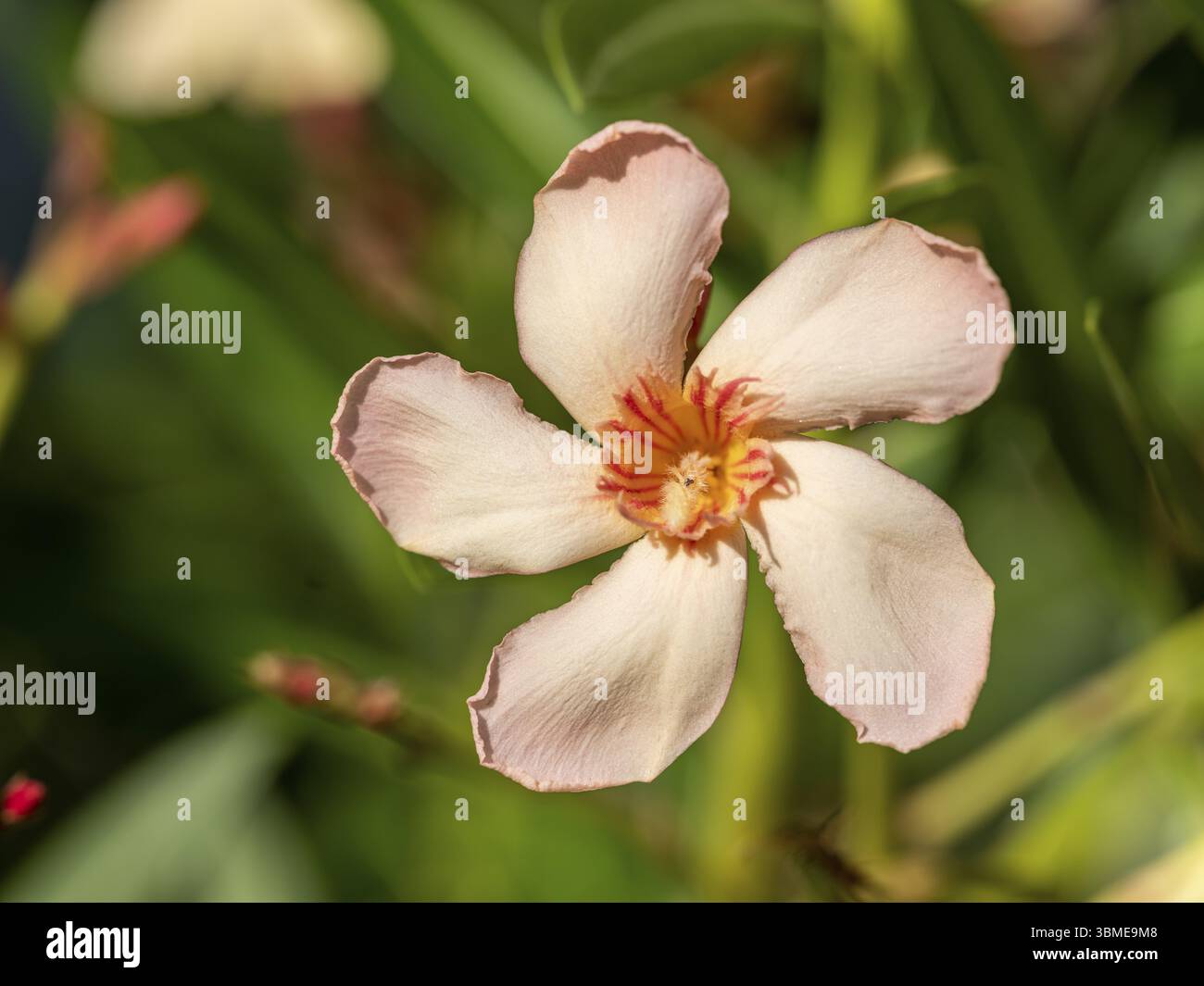 Flower of the Oleander (Nerium oleander), Germany, Europe Stock Photo ...