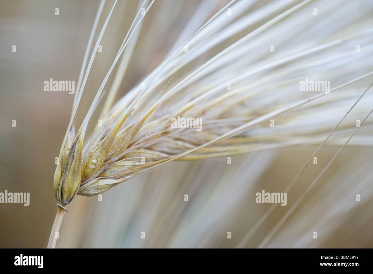 Golden barley ear close hi-res stock photography and images - Alamy