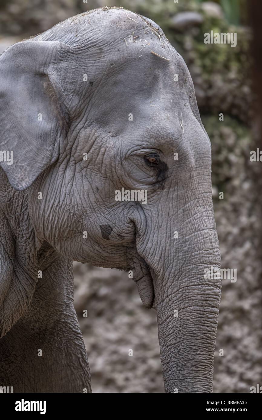 Asian elephant (Elephas maximus) at Zurich Zoo, Zurich, Germany, Europe ...