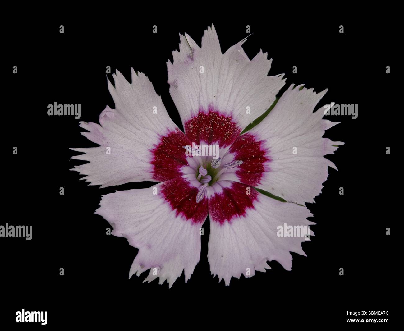 Flower of a fragrant garden carnation (Dianthus), Leimbach, Thurgau ...