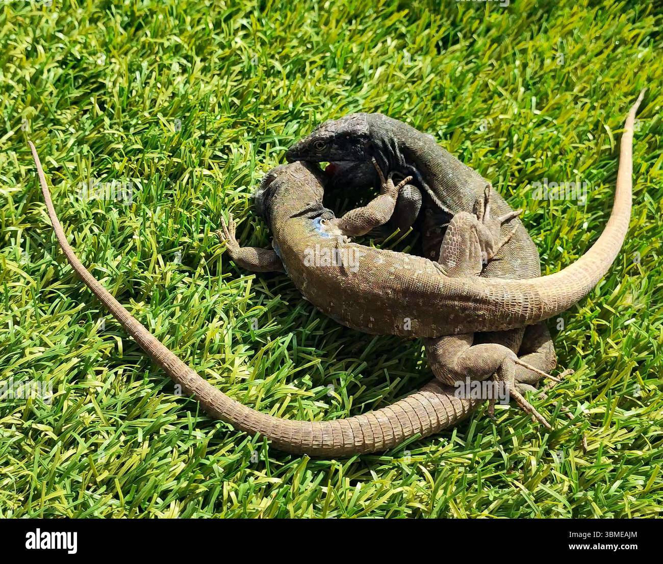 Gallotia galloti (Tenerife lizards) in a fight on grass Stock Photo - Alamy