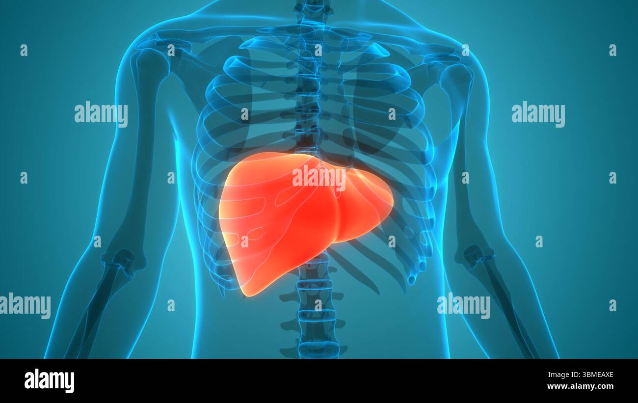Human Internal Digestive Organ Liver Anatomy Stock Photo - Alamy