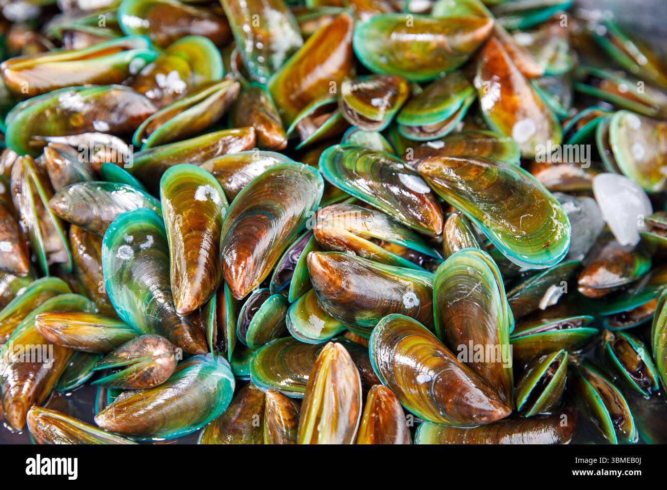 Fresh green mussels with shiny shells and ice cubes on wet seafood ...
