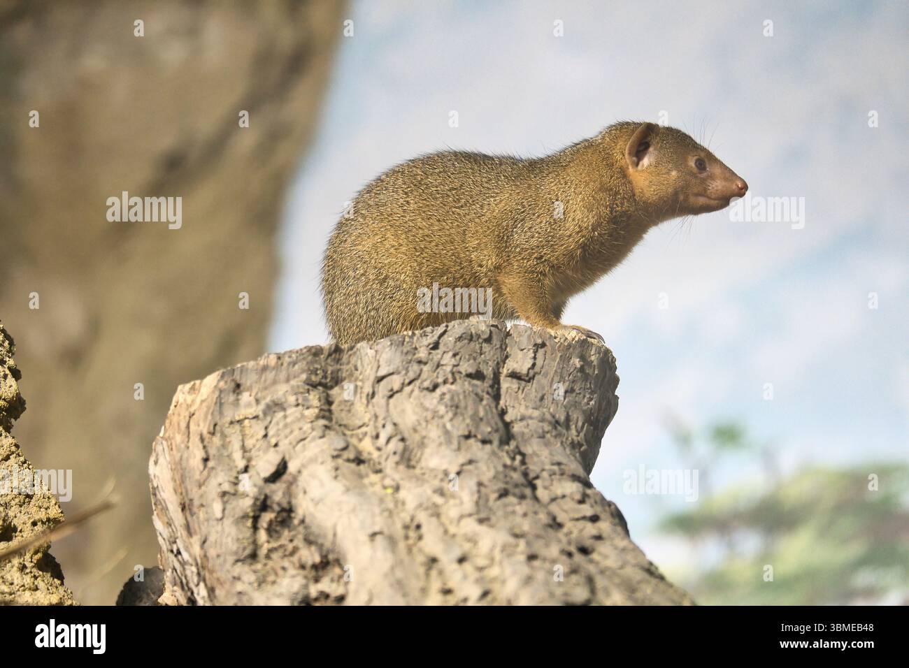 A Dwarf Mongoose Perched On A Tree Stump In Its Natural Habitat, Alert ...