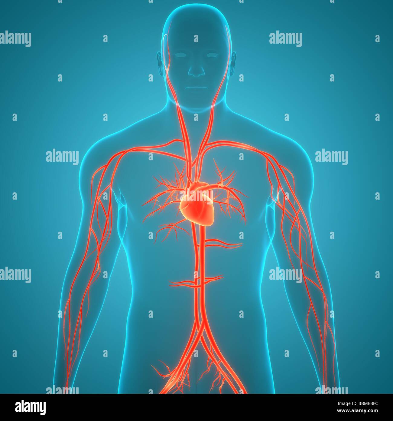 Human Circulatory System Heart Anatomy Stock Photo - Alamy