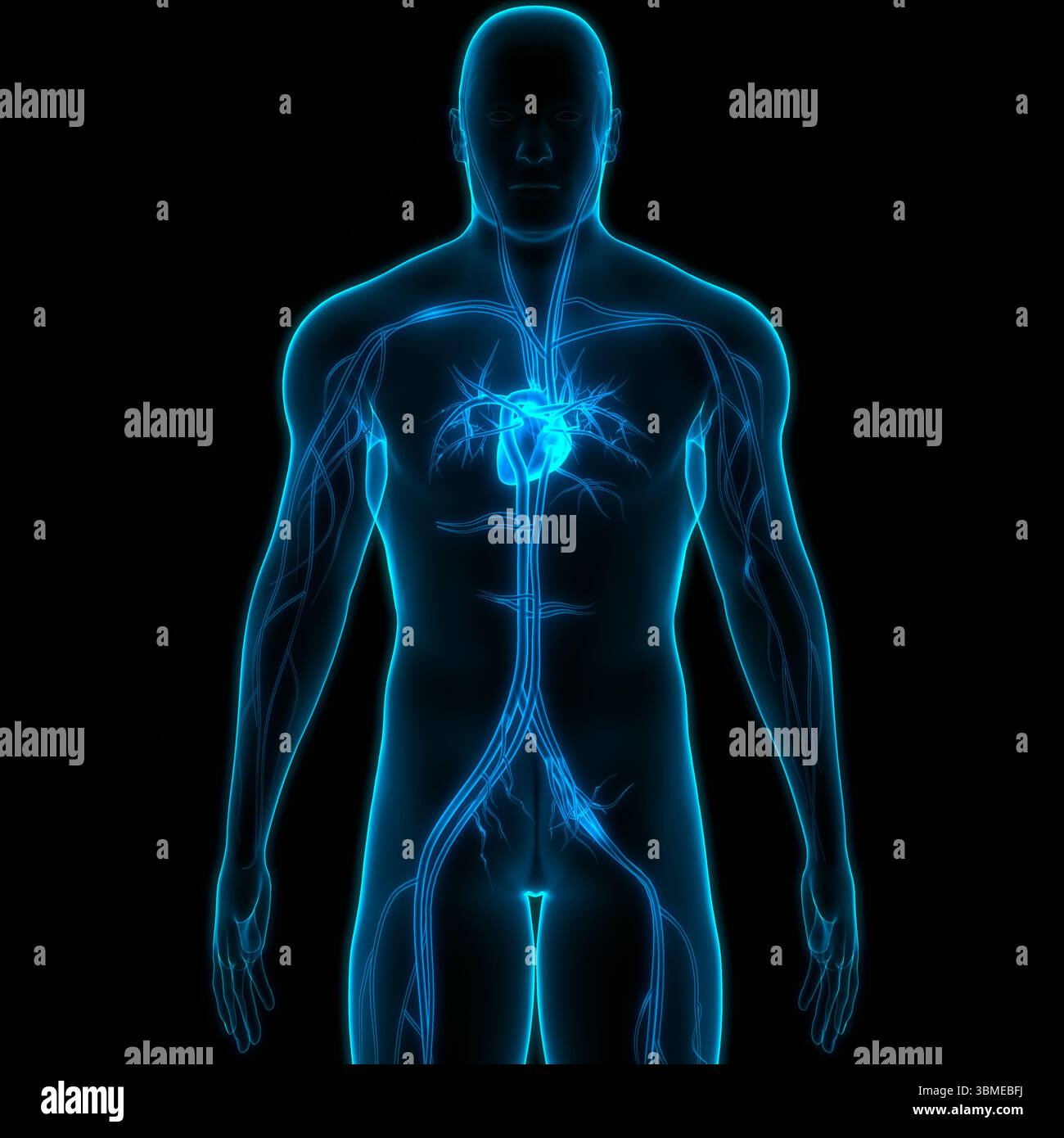 Human Circulatory System Heart Anatomy Stock Photo - Alamy
