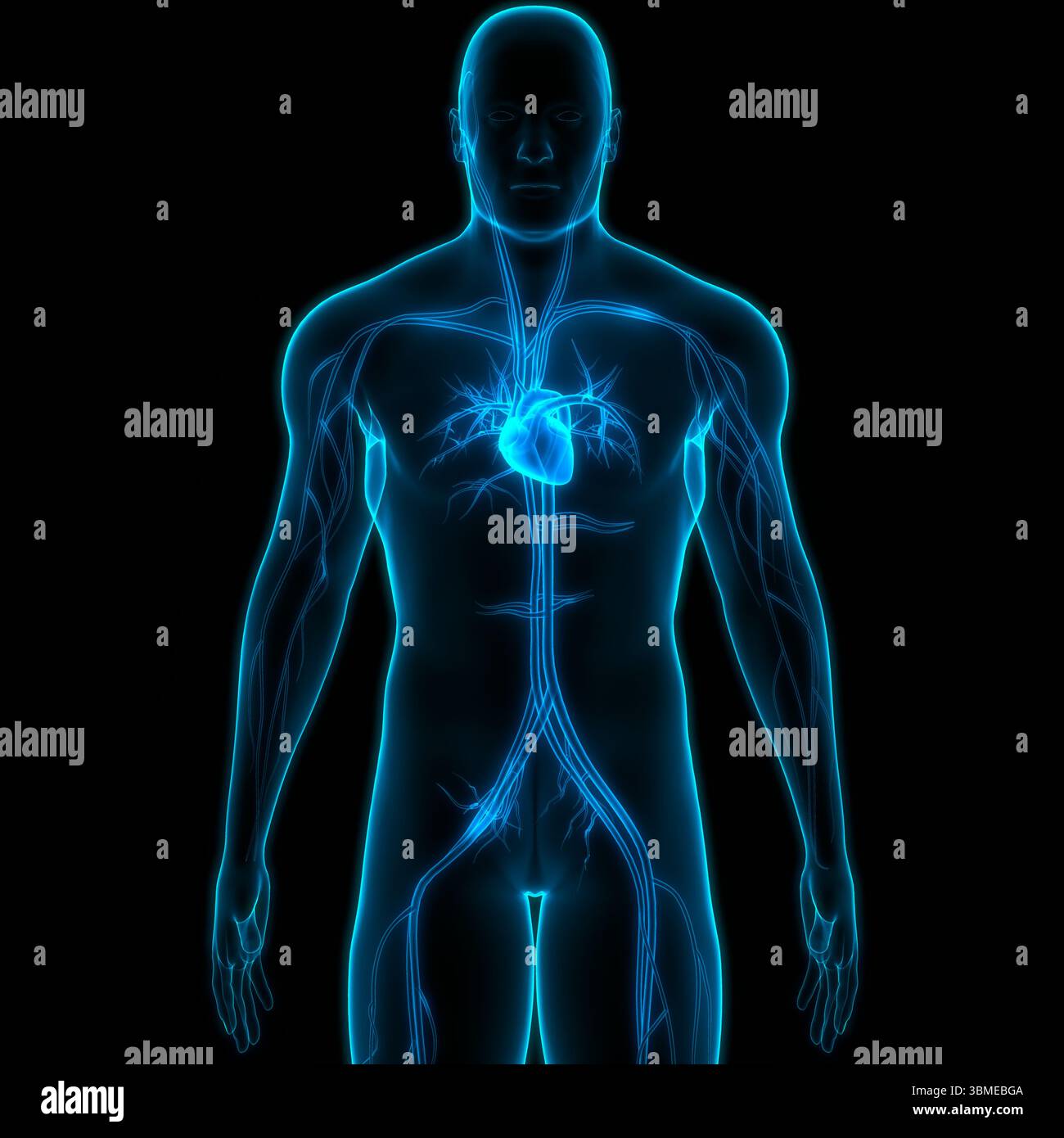 Human Circulatory System Heart Anatomy Stock Photo - Alamy
